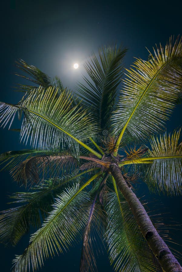 The Moon Shines through the Branches of a Palm Tree in the Night Sky ...