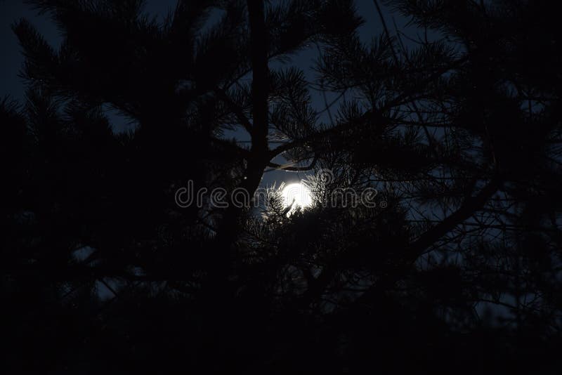 The Moon Shines through the Branches of a Pine Tree Stock Image - Image ...