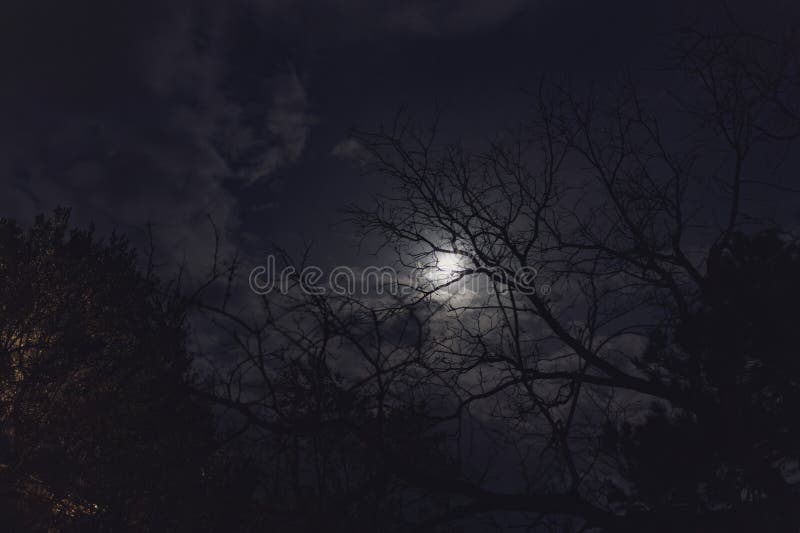 Moon Shining through Bare Tree Branches at Night Stock Illustration - Illustration of moon ...