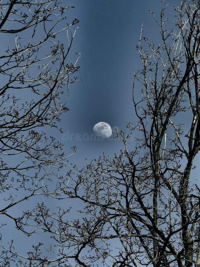 Moon between Tree Branches stock image. Image of skies - 121761375