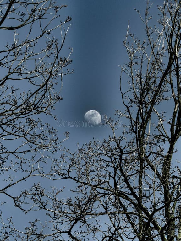 Moon between Tree Branches stock image. Image of skies - 121761375