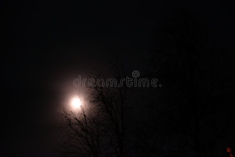 Moon between trees stock image. Image of weather, scene - 137287493