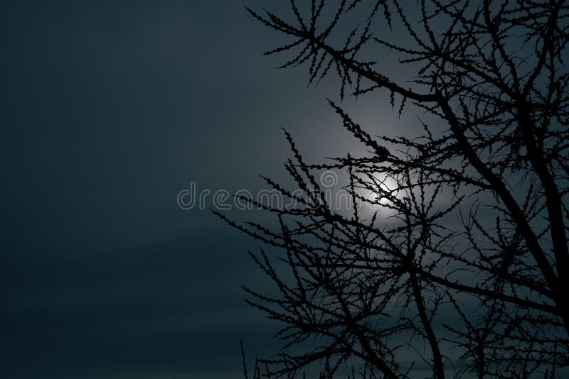 Moon Shining through Trees Branches. Stock Image - Image of background ...