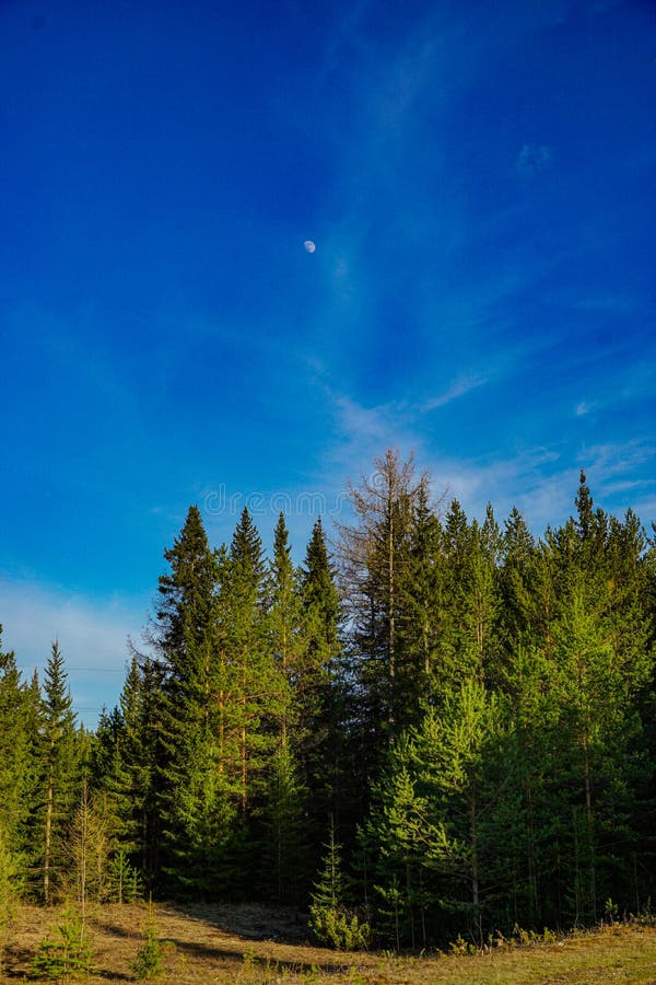 Moon in the Sky Above the Forest. Beginning of Sunset Stock Photo ...