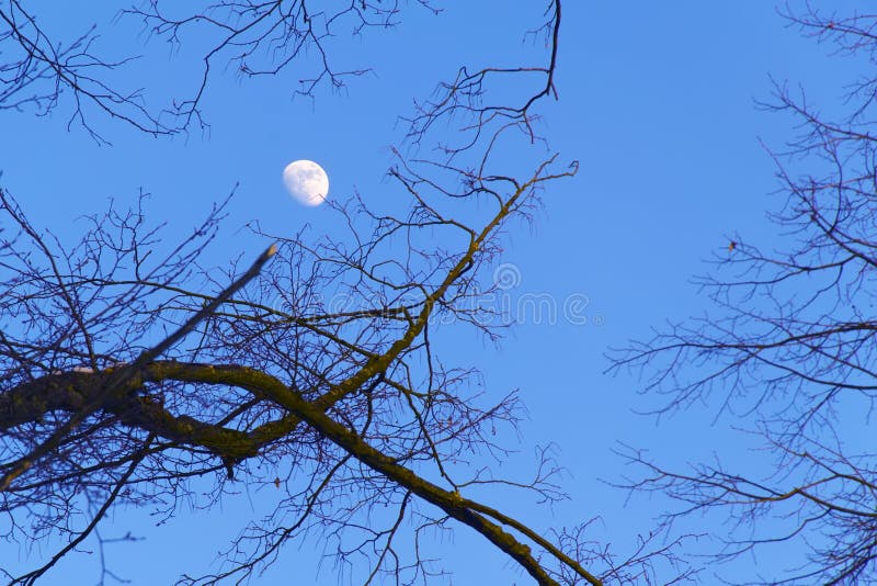 Moon in the Sky among the Branches of Tree Stock Image - Image of shiny ...