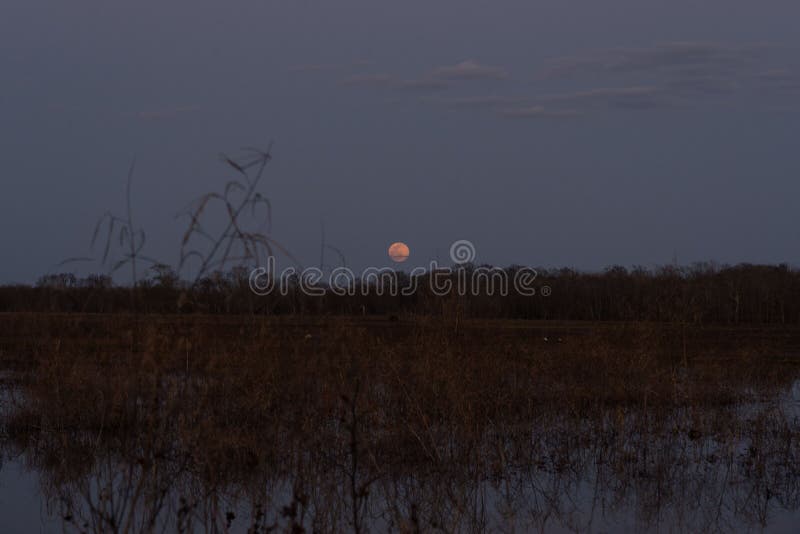 Moon in the Sky Over a Swamp Stock Image - Image of water, swamp: 269355375