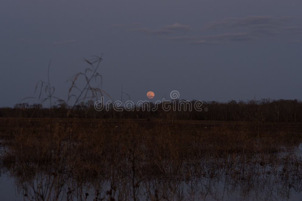 Moon in the Sky Over a Swamp Stock Image - Image of water, swamp: 269355375