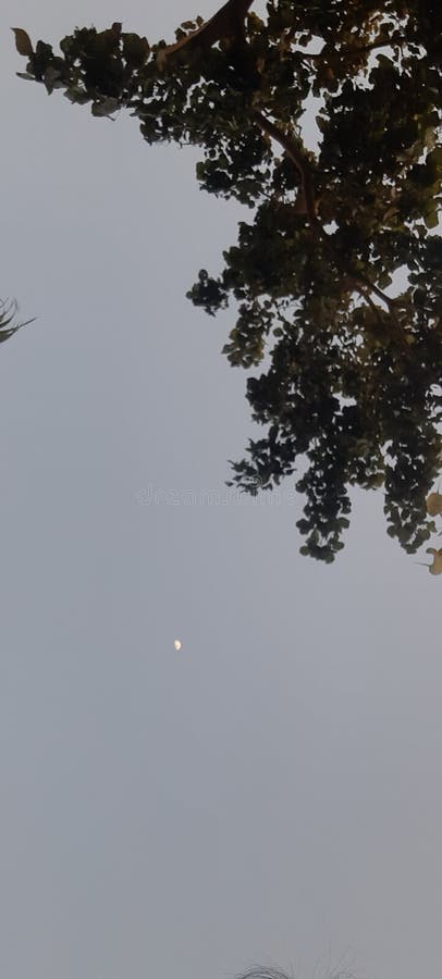 Moon in the Sky with Tree Canopy Stock Image - Image of outdoor, tree ...