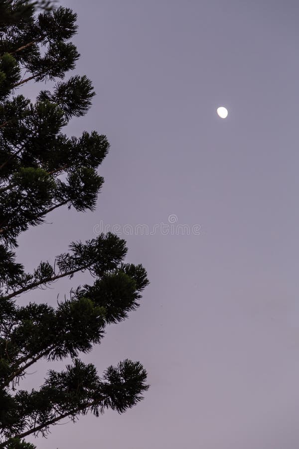 Moon in Sky with Tree on Side Stock Photo - Image of sinister, tree ...