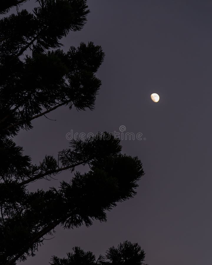 Moon in Sky with Tree on Side Stock Image - Image of clouds, sinister ...