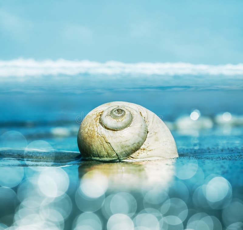 Moon Snail and Bokeh stock image. Image of bokeh, coast - 42894273