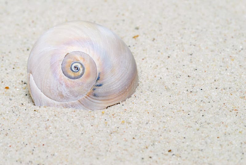 Moon Snail Portrait stock photo. Image of biology, granules - 15267496