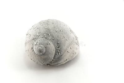Moon Snail Shell stock image. Image of elegance, abstract - 29060207