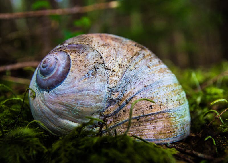 Moon Snails and Roses, on a Cedar Stump at Water`s Edge Stock Image ...