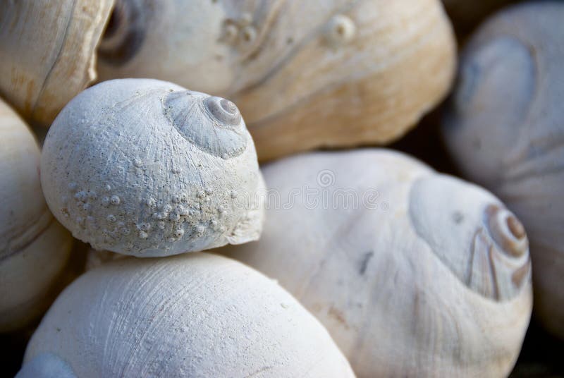 Moon Snail Shell stock image. Image of elegance, abstract - 29060207