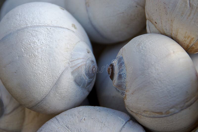 Moon Snail Shells II stock photo. Image of elegance, conch - 29060300