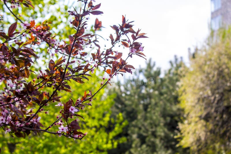 Tree stock image. Image of spring, warmth, colours, leaves - 91817101