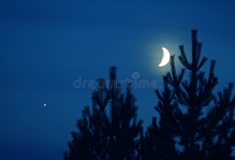 Moon and Star Over the Pine Trees Stock Image - Image of evening, night ...
