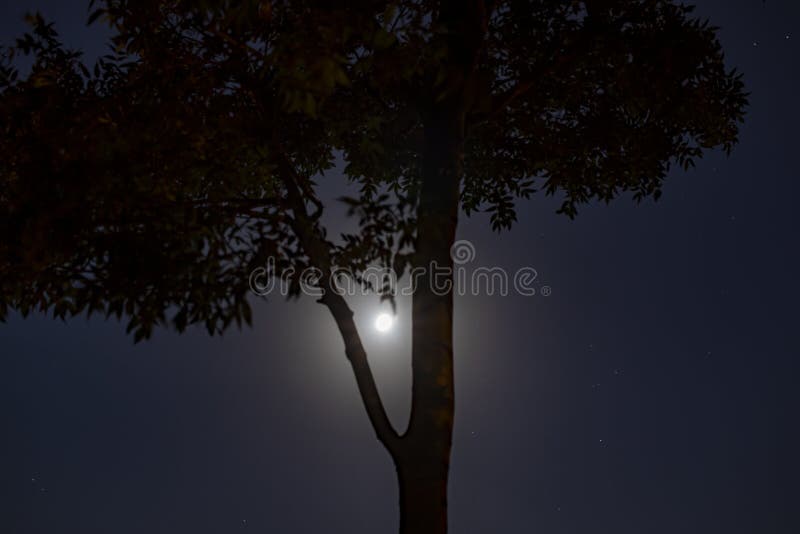 Moon and Tree in the Night Sky Stock Image - Image of newtown, full ...
