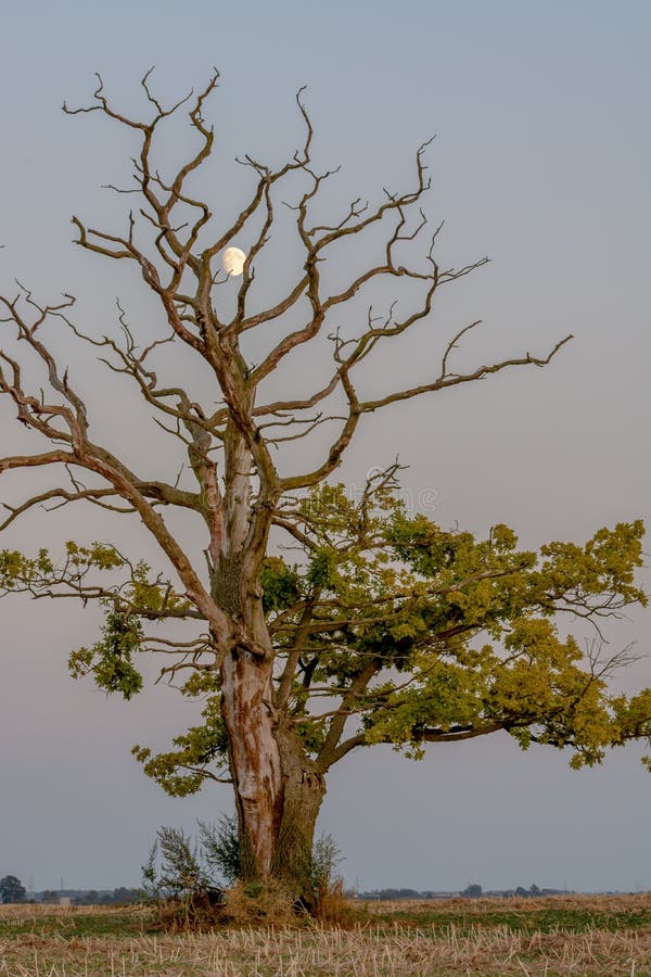 Moon stuck in a tree stock photo. Image of background - 66936732