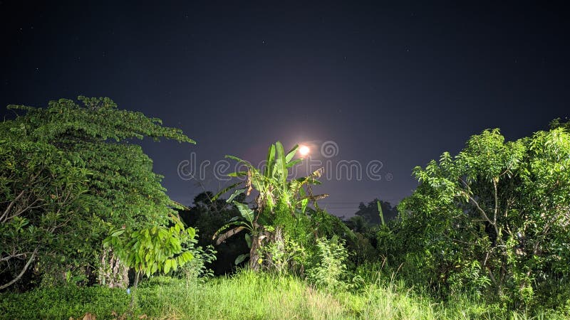 Moon Three Night Star Bush Stock Photos - Free & Royalty-Free Stock ...