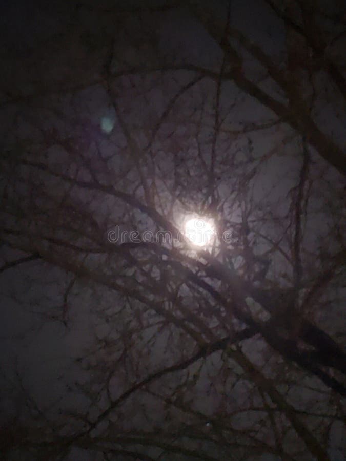 Moon Trees Stock Photos - Download 16,429 Royalty Free Photos