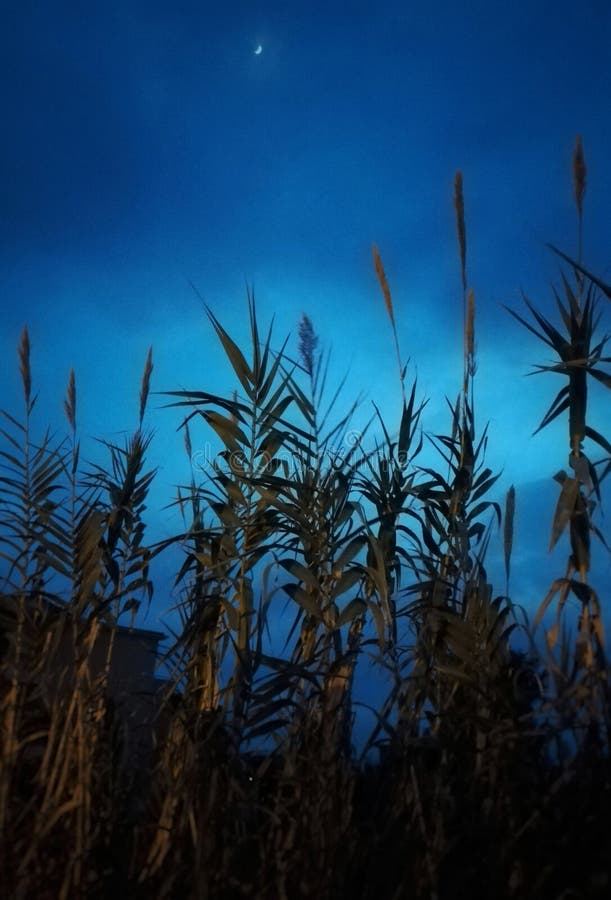 The moon stock photo. Image of dawn, night, moon, grass - 108370498