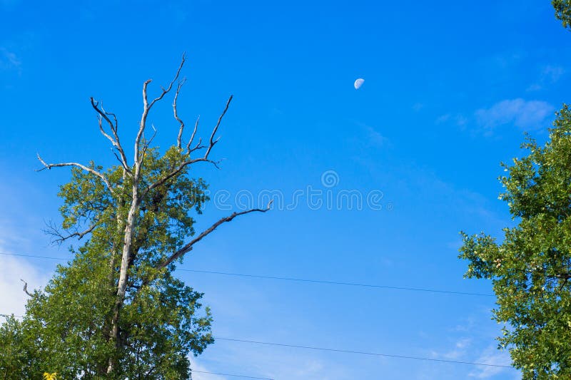 The Moon and Tops of Trees, One of Them Withered. Forest in the Stock ...