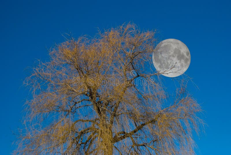 86,581 Moon Tree Stock Photos - Free & Royalty-Free Stock Photos from ...