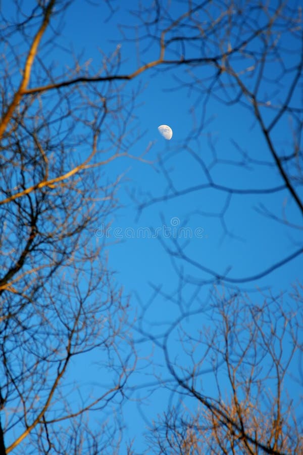 Moon among of tree stock image. Image of branch, sunset - 7129393