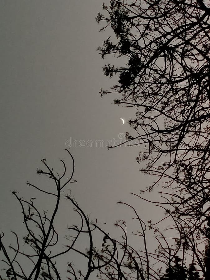 Moon Tree Arid Sky Grey Beautiful Light Stock Photo - Image of arid ...