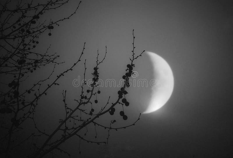 Moon and Tree in Black and White Stock Image - Image of night, mistery ...