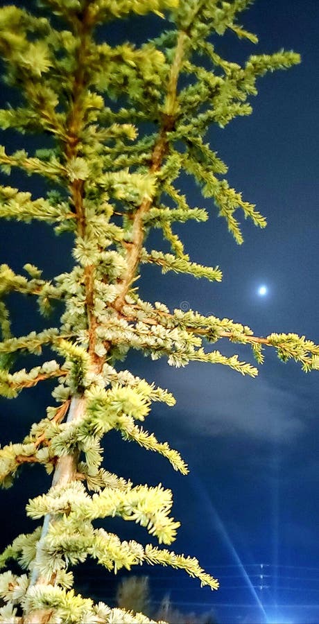 Moon through Tree Branches stock photo. Image of tree - 178779132