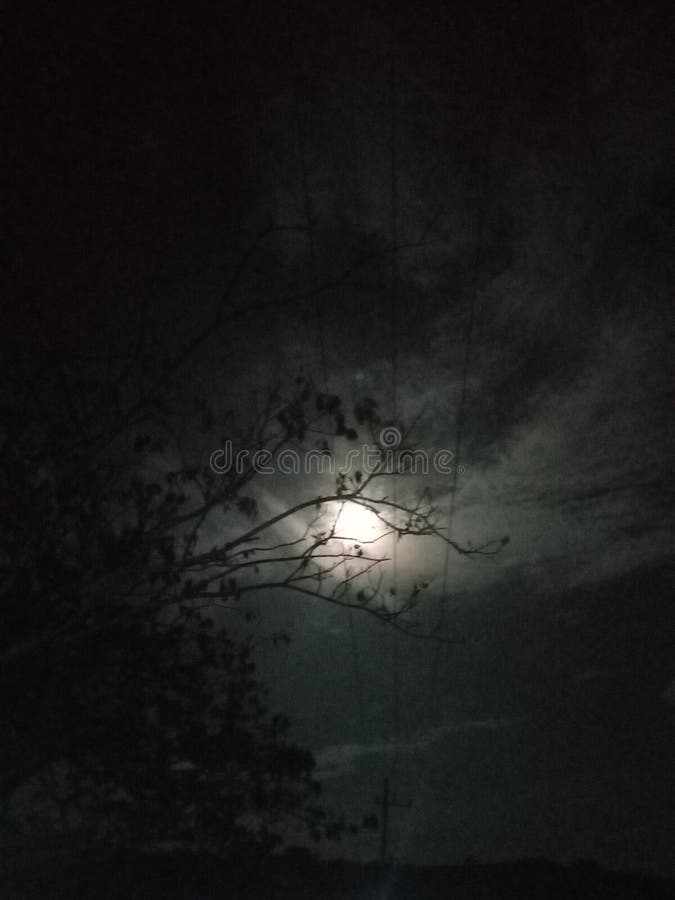 The Moon among the Tree Branches Stock Photo - Image of moon, tree ...