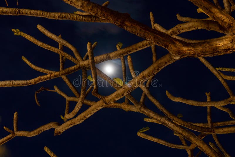 Moon and tree branches stock photo. Image of design - 132087180