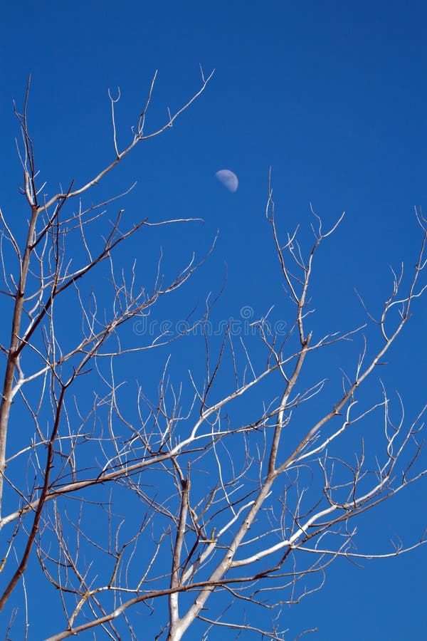 Moon and tree branches stock image. Image of brown, plant - 39059781