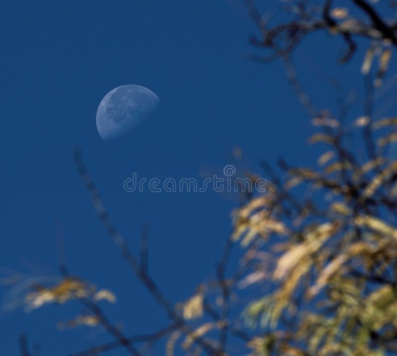 Moon and tree branches stock photo. Image of moon, beautiful - 260882344