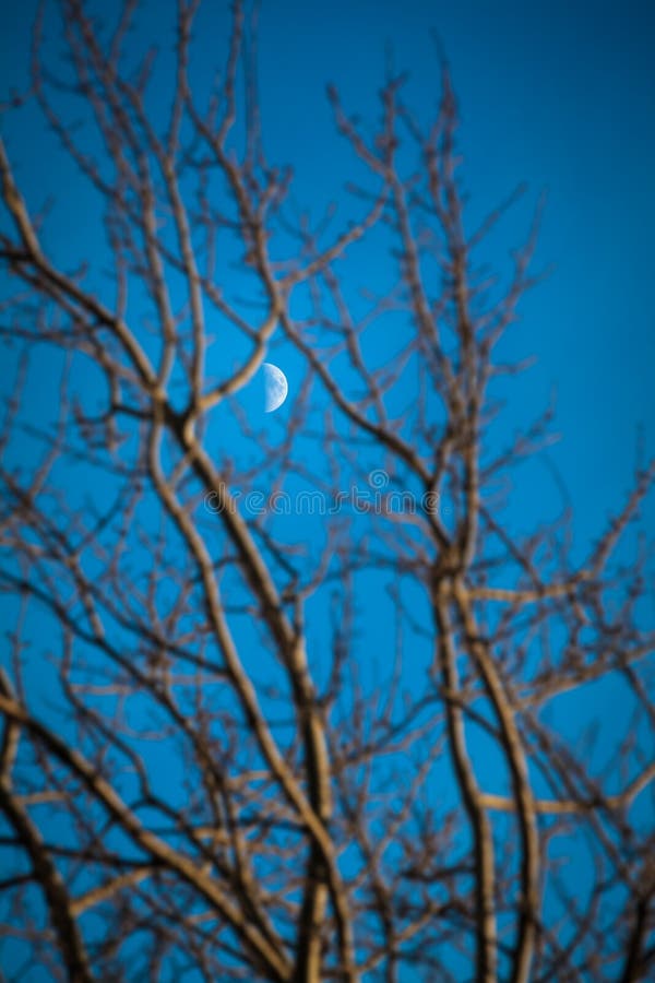 Moon and Tree stock photo. Image of nature, light, shine - 98977402