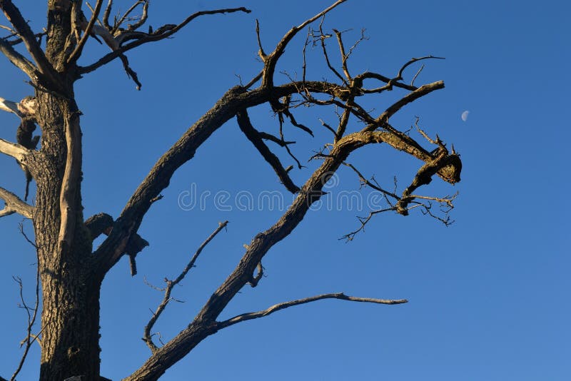 Moon and tree stock image. Image of blue, stones, tree - 80072297