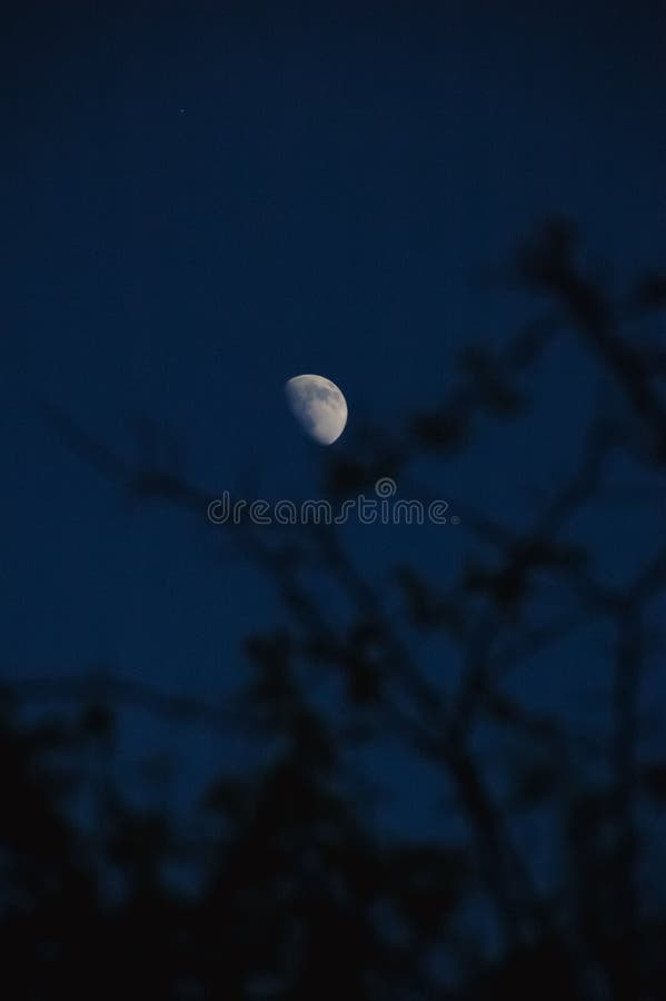 Moon between the trees stock photo. Image of night, midnight - 220799314