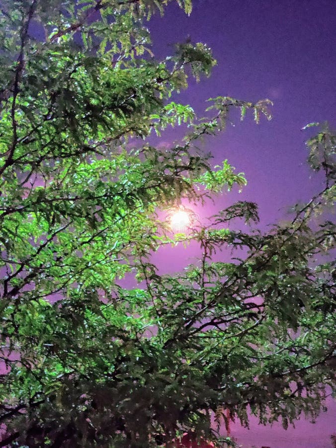 Moon and trees stock photo. Image of woodland, shrub - 256961364