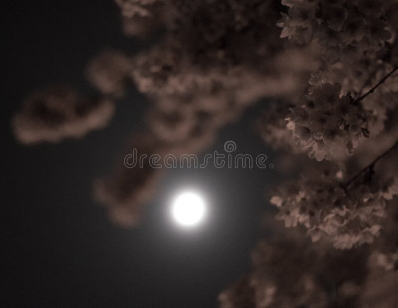 Moon through the Trees stock photo. Image of night, white - 144825030