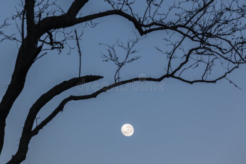 Moon Trees stock image. Image of silhouetted, planet - 61618485