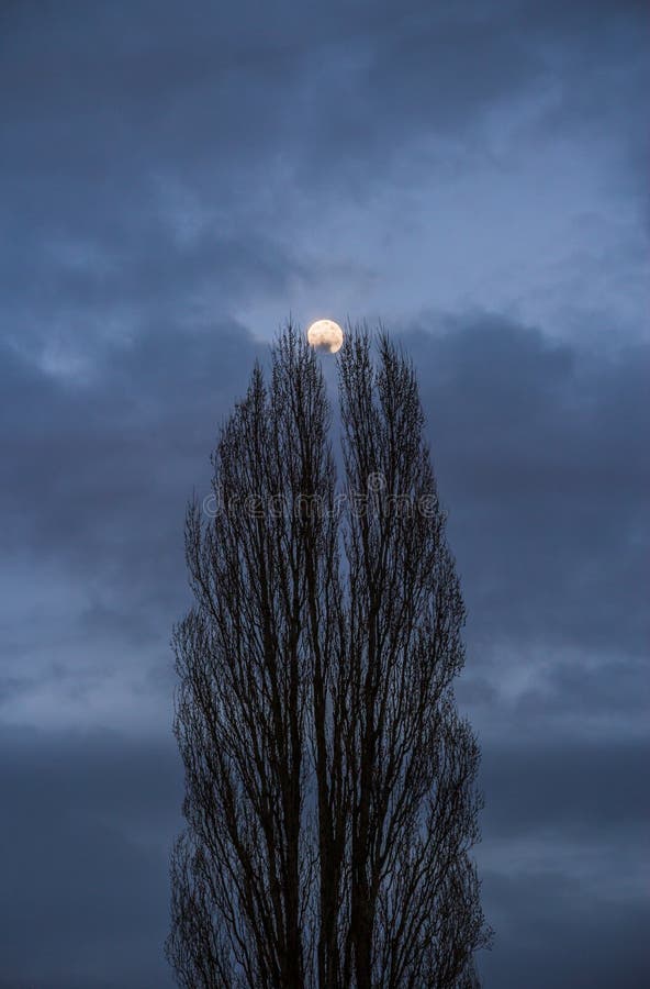 Moon between Trees stock image. Image of forest, bright - 90033619