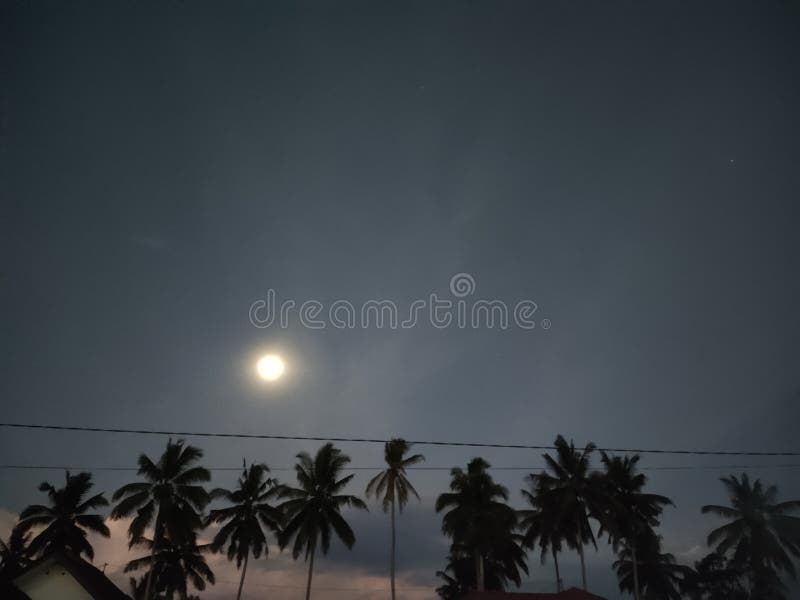 Moon view coconut tree sky stock image. Image of coconut - 276592529
