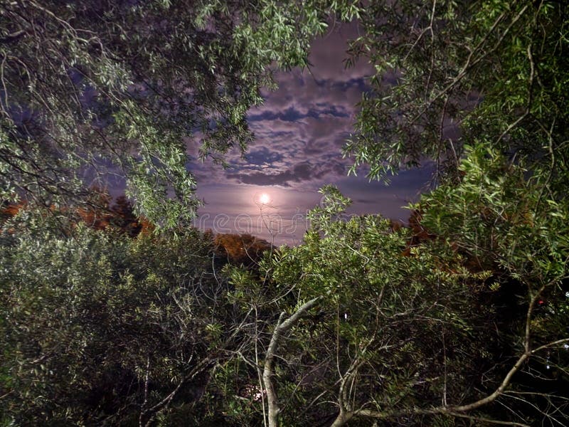 Moon Virginia Beach, VA stock image. Image of flower - 255377503