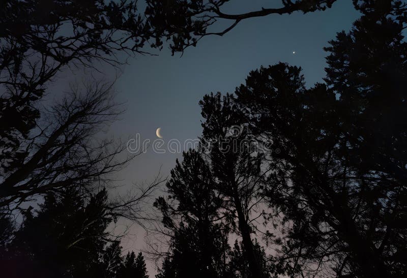 Moon Visible through Tree Tops.AI Generated Stock Illustration ...