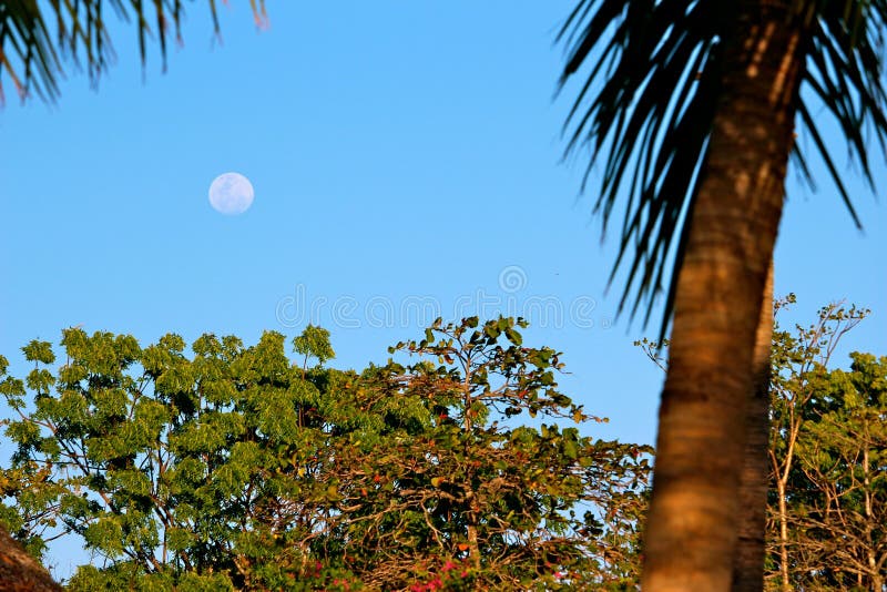 Moon stock image. Image of beach, rica, costa, warm, holiday - 61764113