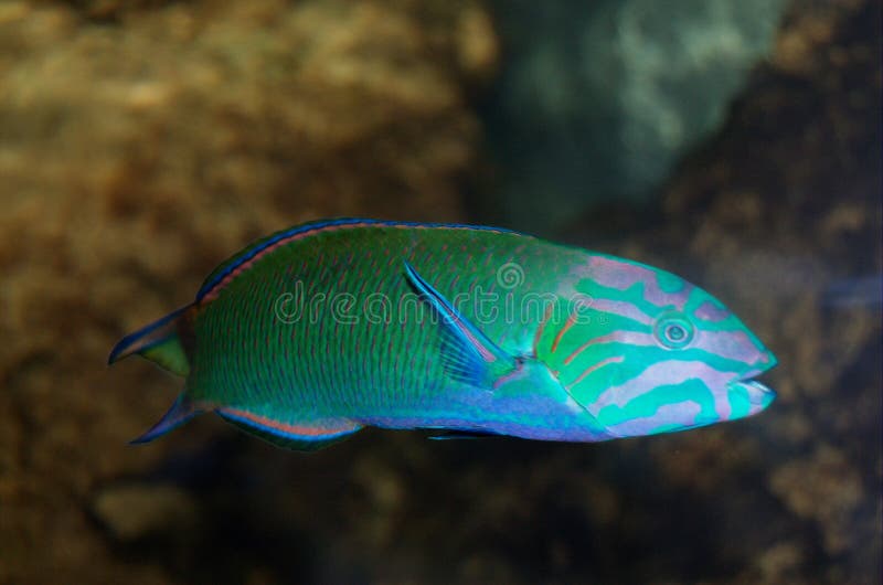 Lunar Wrasse Behavior
