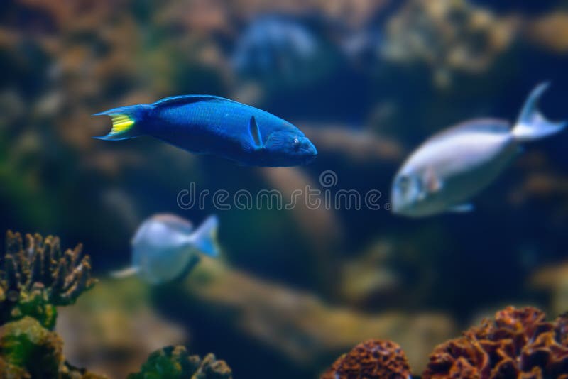 Moon Wrasse - Marine Fish stock image. Image of moon - 309612877